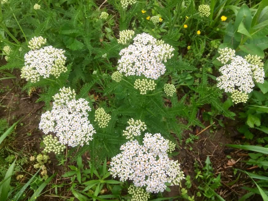 Terrierman's Daily Dose: Wild Flower Conundrum