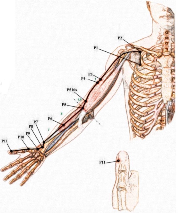 ACPASONIC®: Meridiani-Emozioni