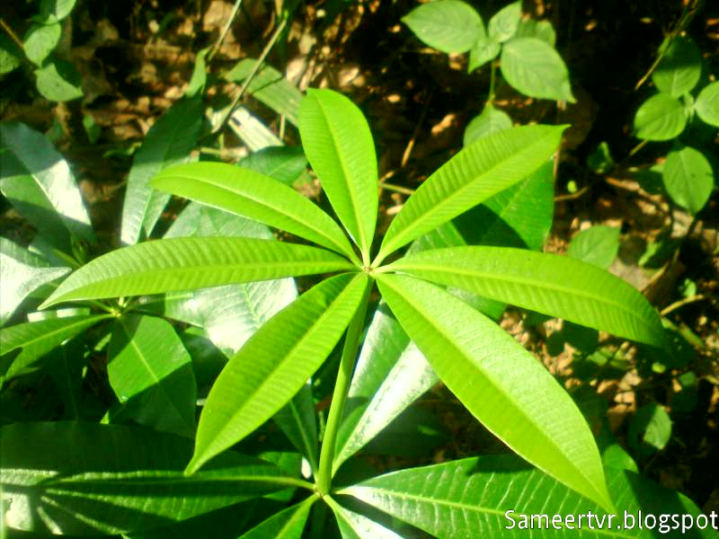 be creative, think nature and truth. My mobile blog: Alstonia scholaris ...