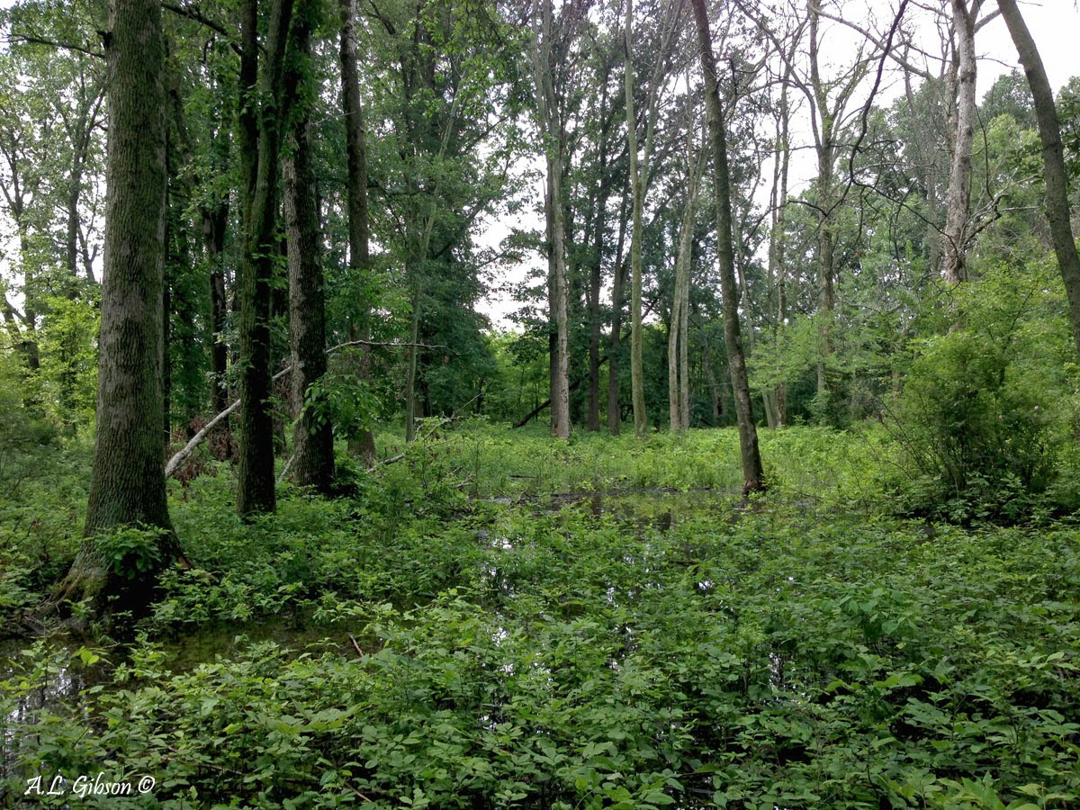 Escape To The Enchanted Forest: Exploring Ohio's Lawrence Woods State ...