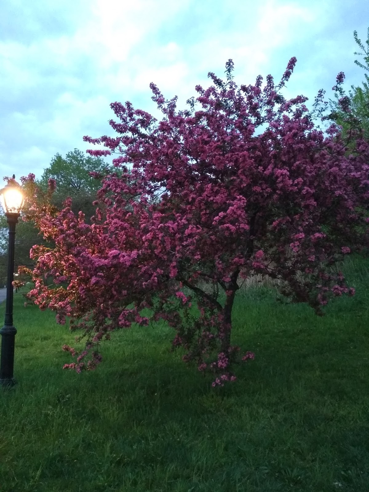 CHINAR SHADE SPRING TIME IN NEW YORK AND MY POETIC FEELINGS chinar-shade-spring-time-in-new-york-and-my-poetic-feelings