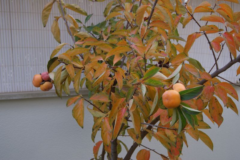 Sharoni, en batido o bizcocho ~ Cocina y amigos