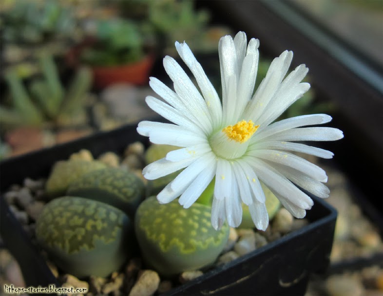 Lithops Stories: White flower