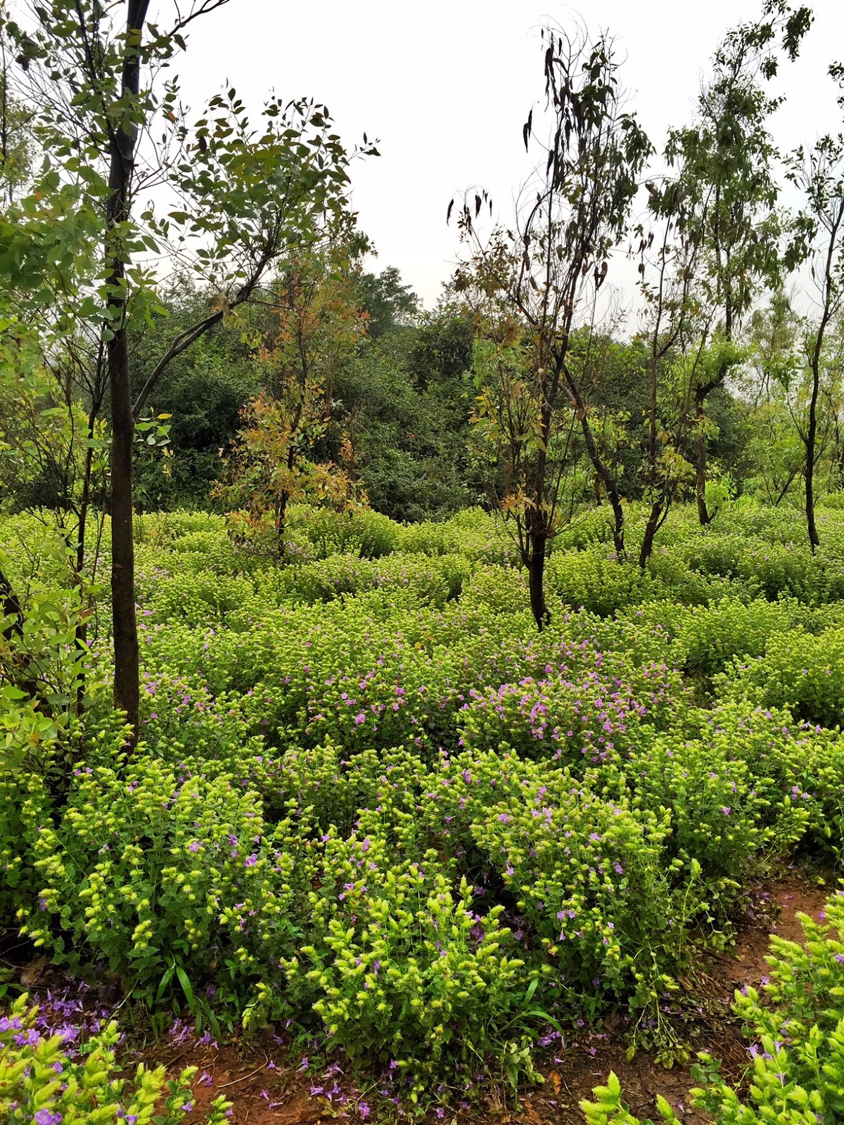 Topli Karvi - the bride which blooms every seven years!