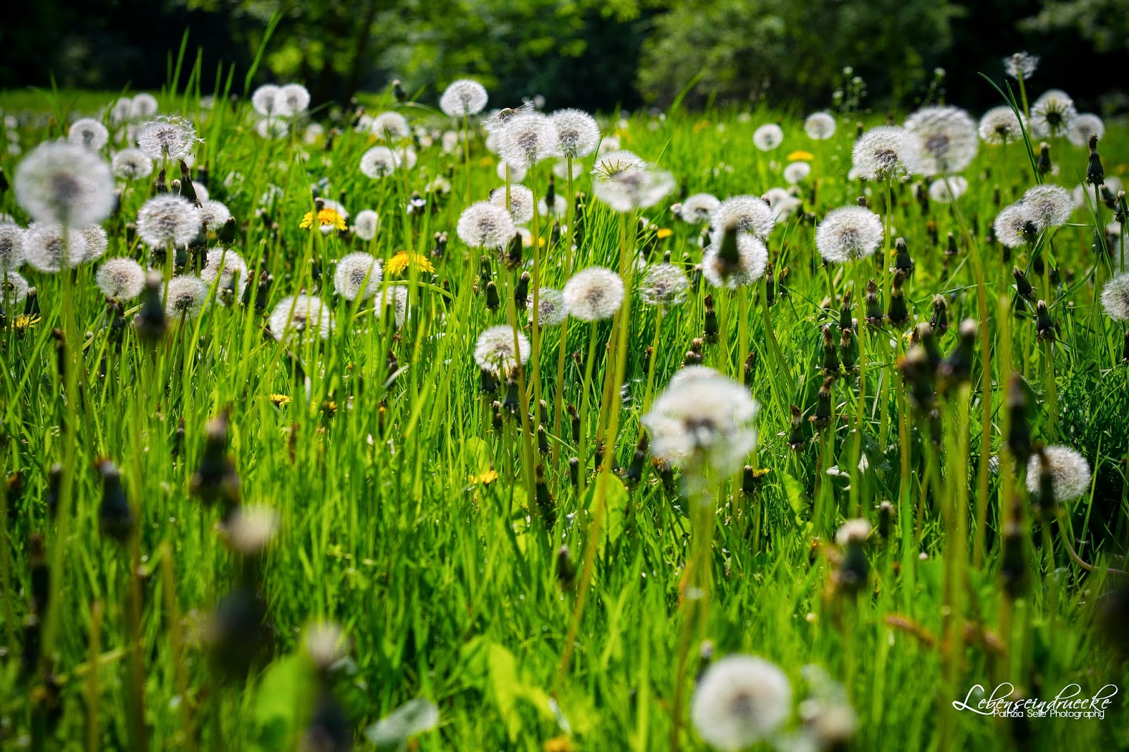 Lebenseindruecke..: Pusteblumenwiese