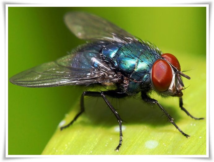 Animals Names Starting With F | Animals Name A To Z