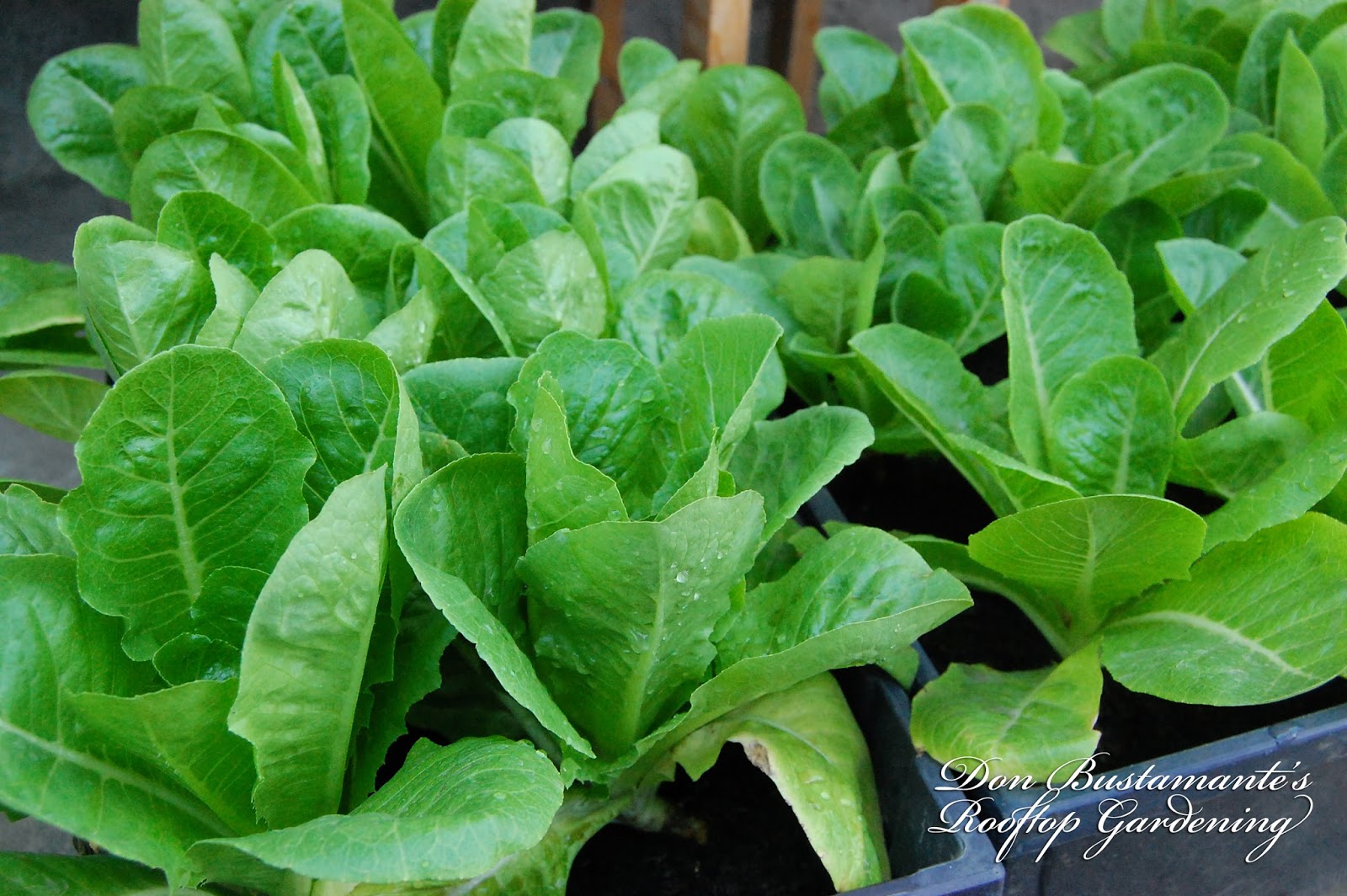 Don Bustamante's Rooftop Garden: Lettuce [Mini Romaine]