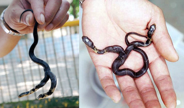 Anak Ular Tedung Dua Kepala Ditemui Di China