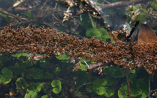Hormiga guerrera o marabunta