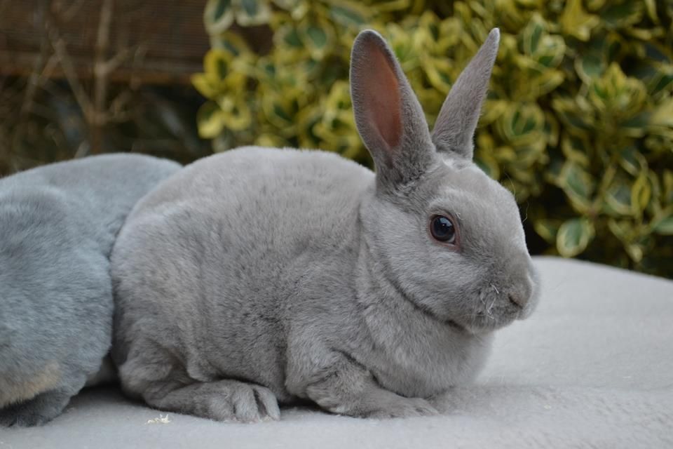 Mengenal kelinci Lilac