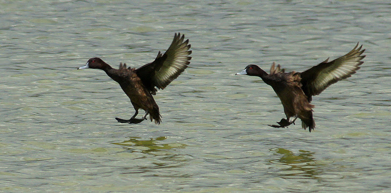 NO SIN MIS PRISMÁTICOS: P.N. DE ARUSHA (Tanzania 2011) (y IX)