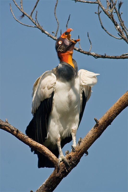 El ojo del buitre: Aves - Cóndor real (Sarcoramphus papa)