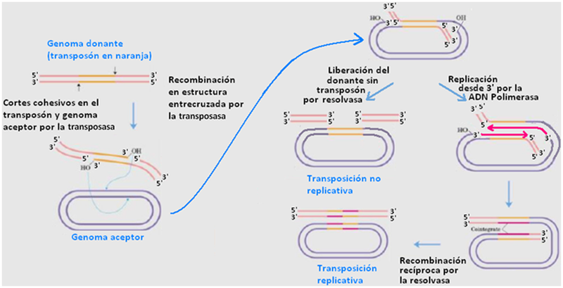 BIOLOGO (plebe chacaloso).: resumen de transposición (transposón).