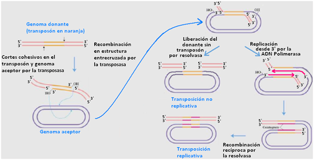 BIOLOGO (plebe chacaloso).: resumen de transposición (transposón).