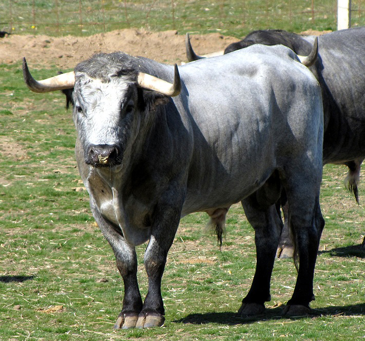 ESPAI TAURÍ: Toro de La Feria 2011. Medina del Campo
