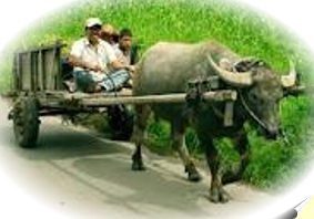 7 means of transport using animal power - Public Transport