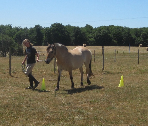 Skýfaxa: "Handy Pony" class