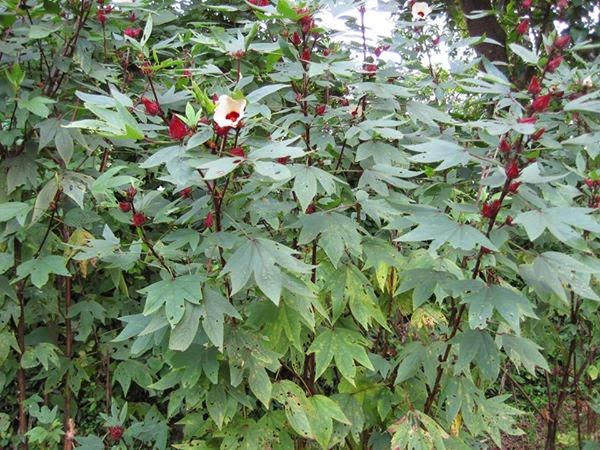 Photographic Handbook of Phil. Plants and Flowers: H