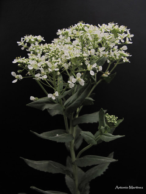 Una ventana a la naturaleza: 2011