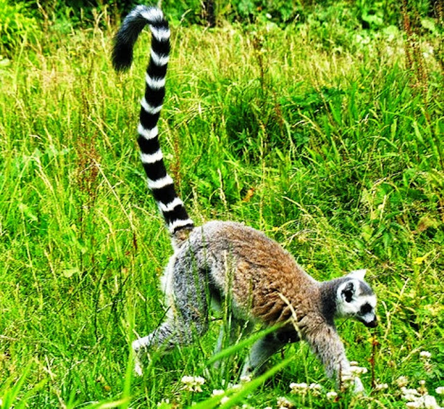 ΛΕΜΟΥΡΙΟΙ photos - wallpapers | the fun bank