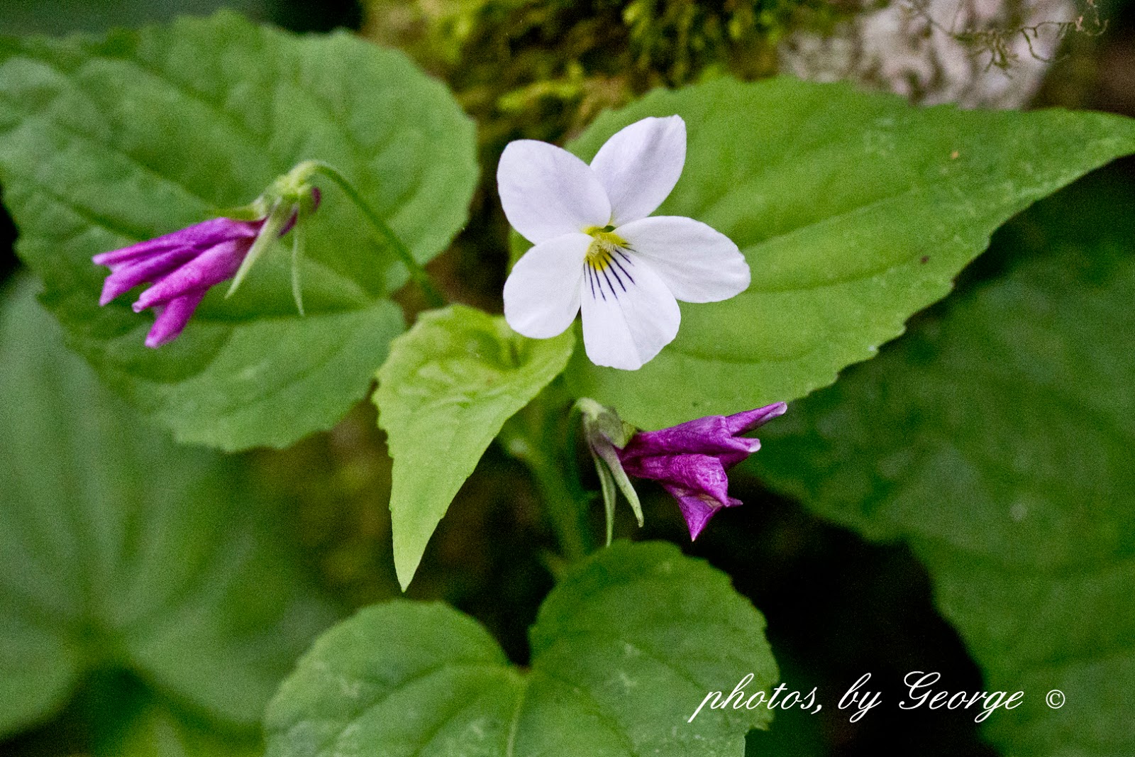"What's Blooming Now" : Canada Violet (Viola canadensis)