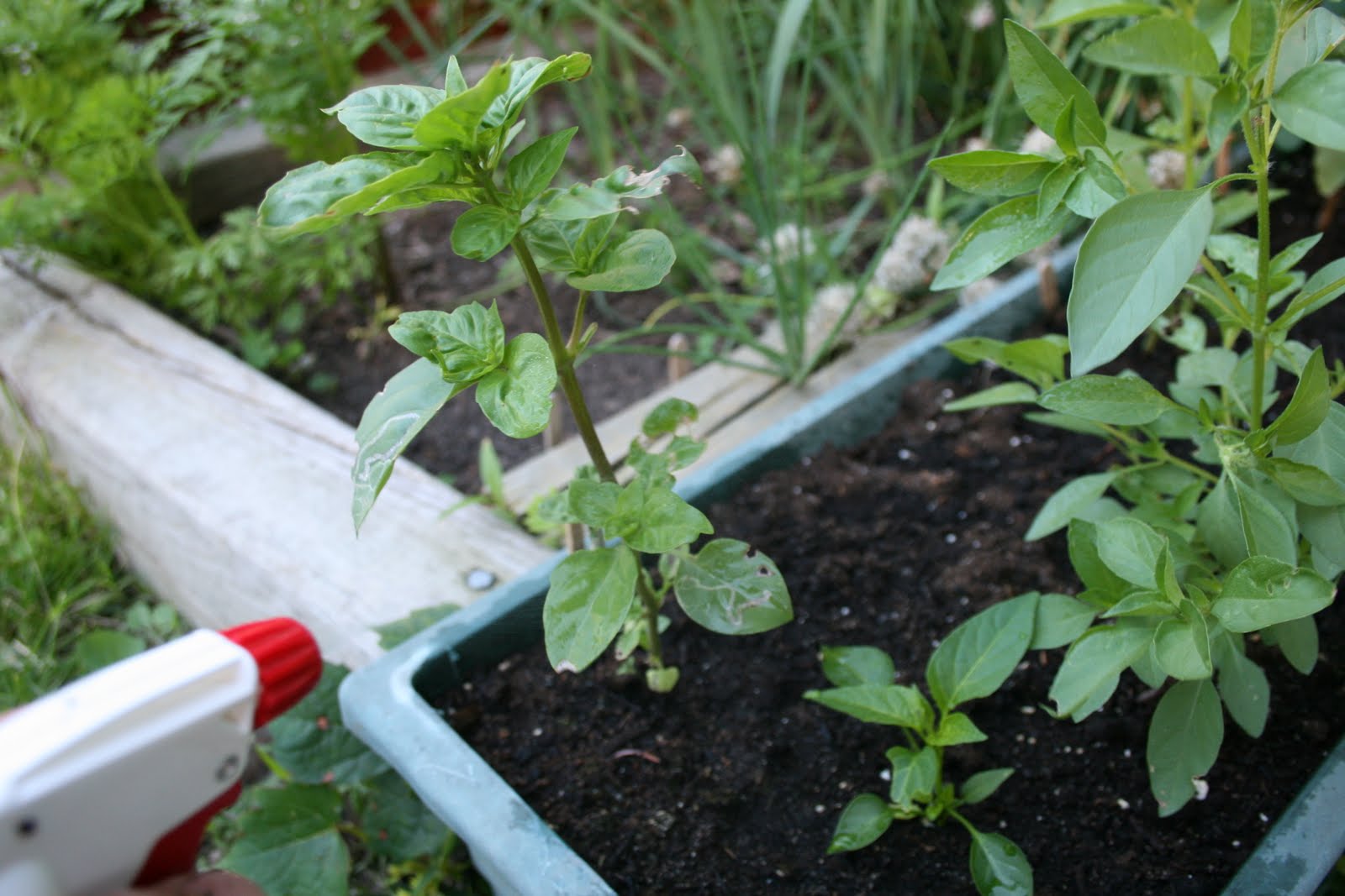 Brain Seeds: How to Brew Vermicompost Tea
