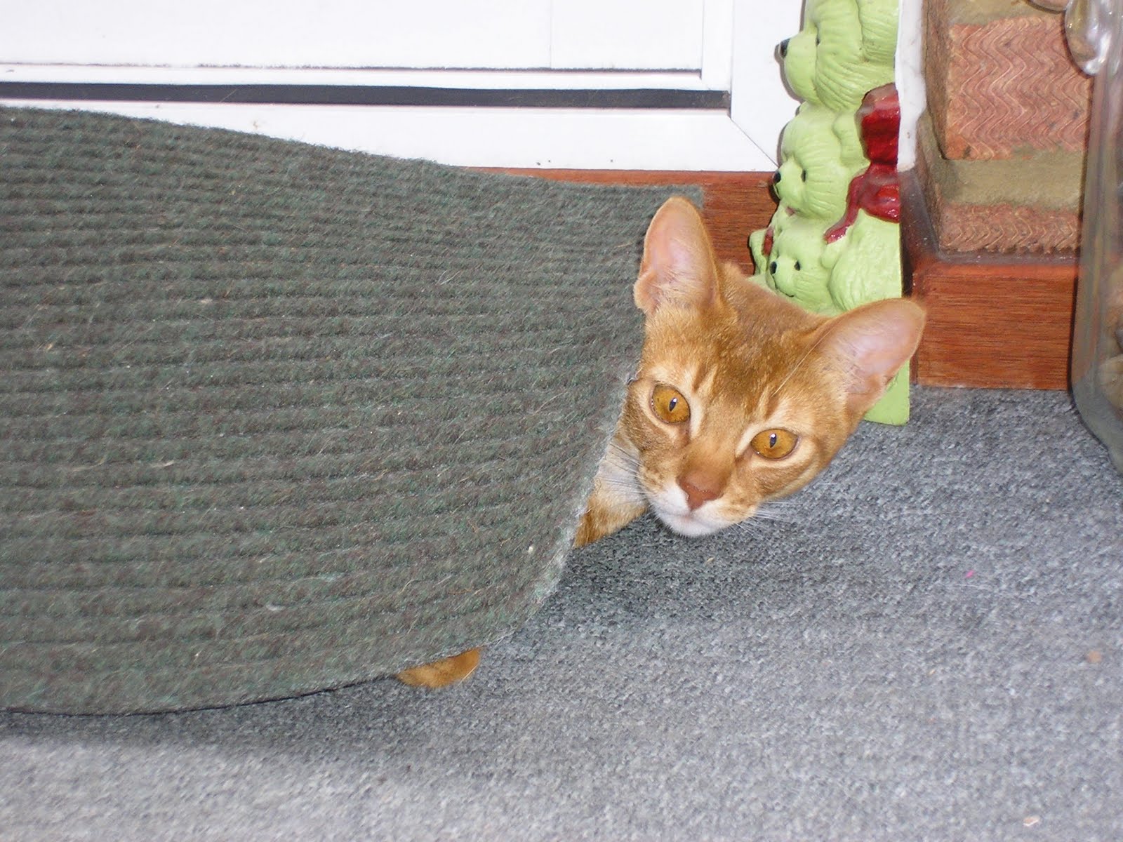 Four Abyssinian Cats: The Cat Sat