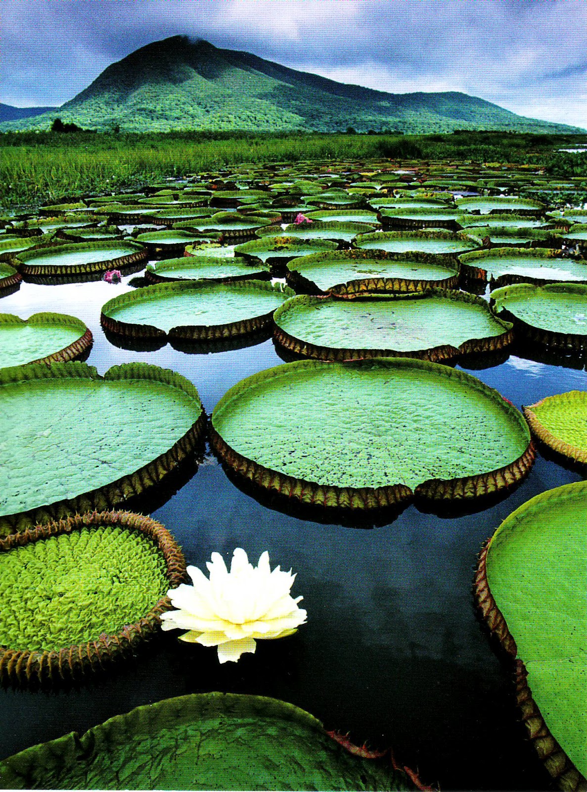 Moonlights UNESCO WHS Blog: Brazil - Pantanal Conservation Area