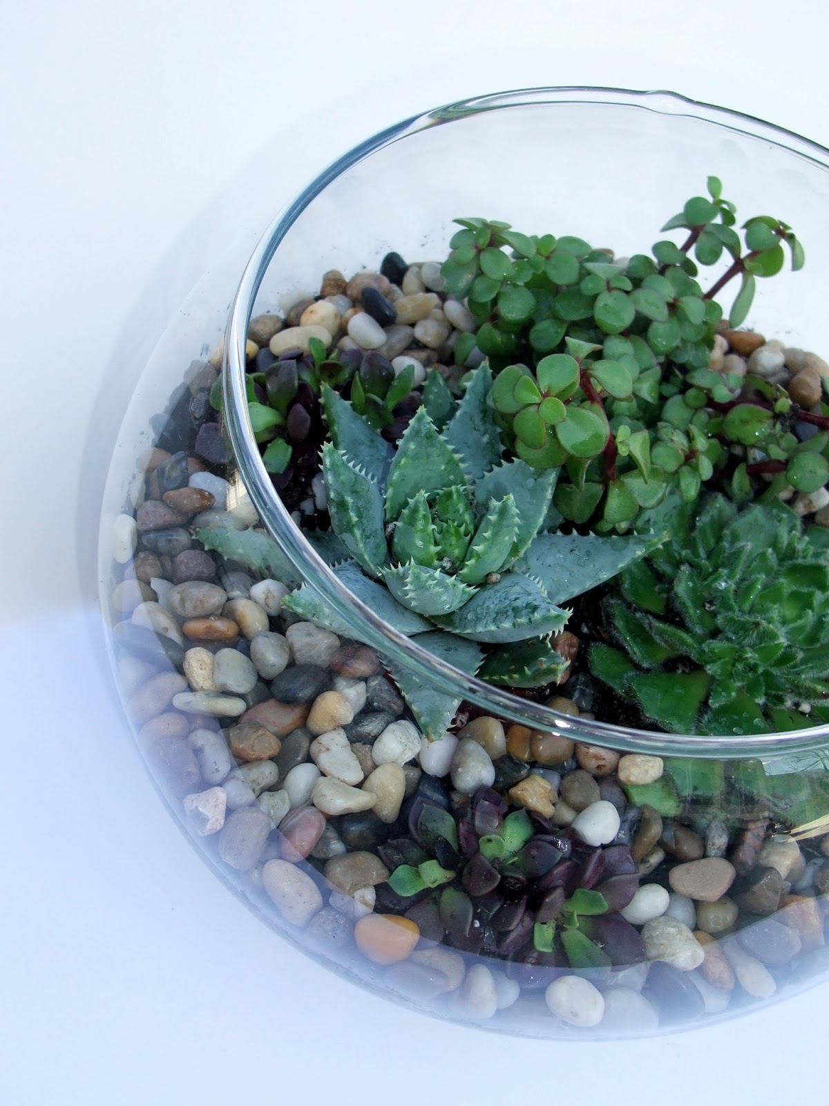 Just Another Hang Up: Succulent Terrarium...