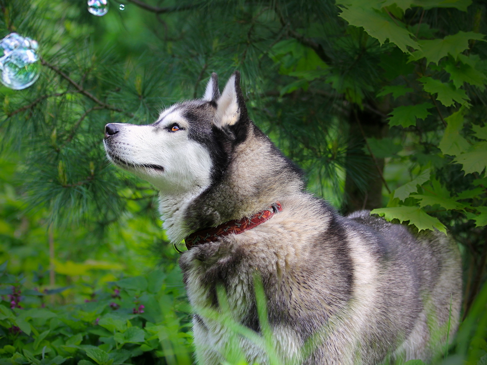Fotografías de feroces lobos en campo natural