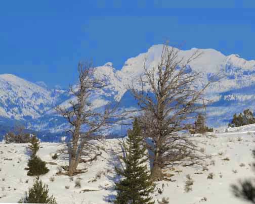 Shirl Ireland's Art Blog: Winter Wonderland