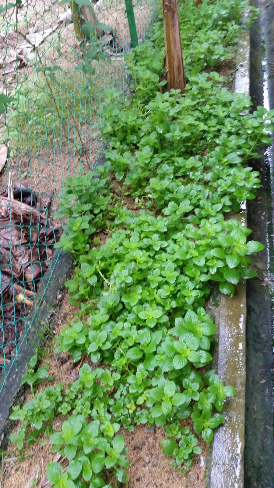 Warisan Petani: Tanaman Kentang Jembut