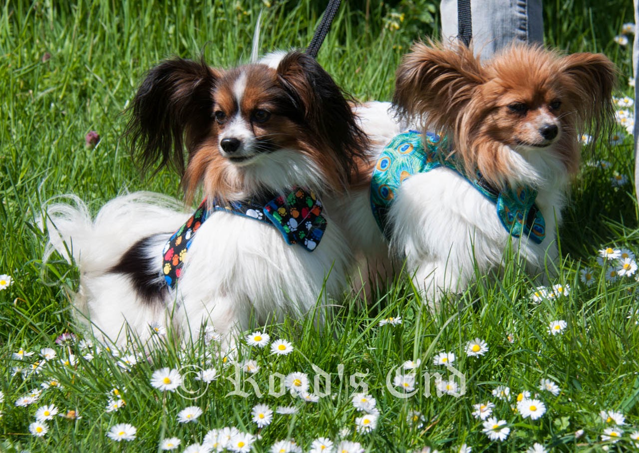 Road's End Papillons : Harnesses for Papillons