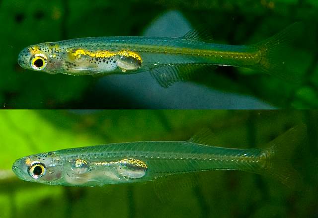 Species New to Science: [Ichthyology • 2009] Danionella priapus • a new ...