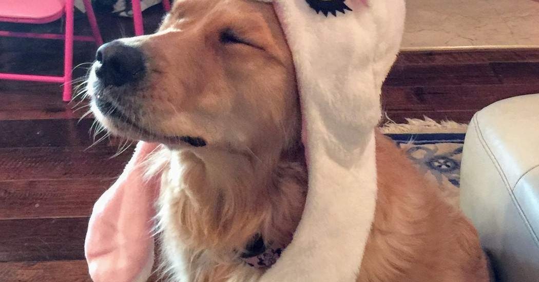 Cute dogs - part 204 (50 pics) | Amazing Creatures