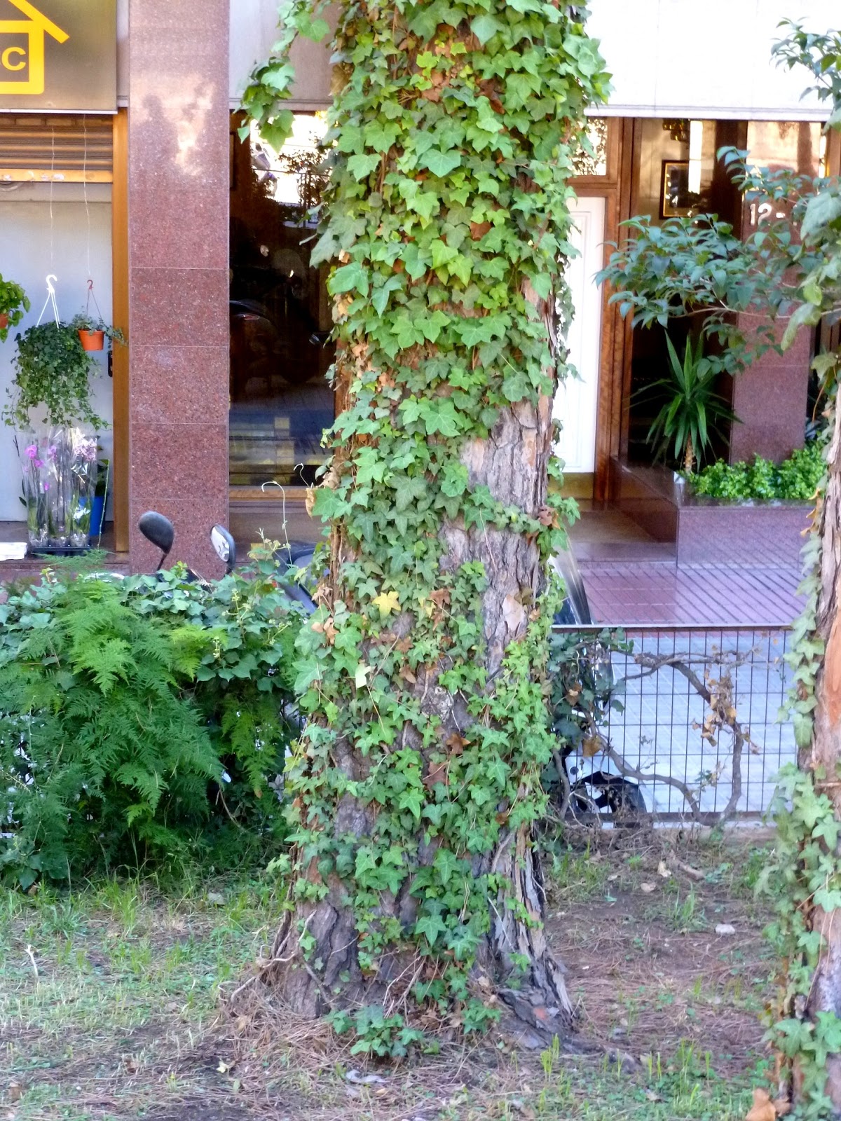 Árboles con alma: Hiedra. Heura. (Hedera Helix)