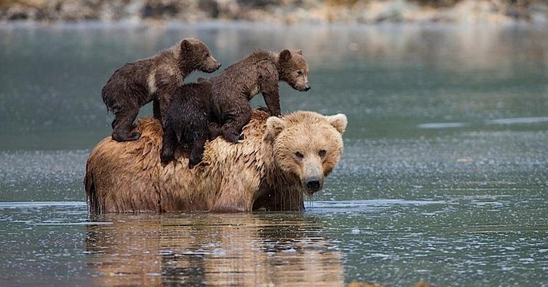 bensozia: Wild Animals Using Humans for Protection