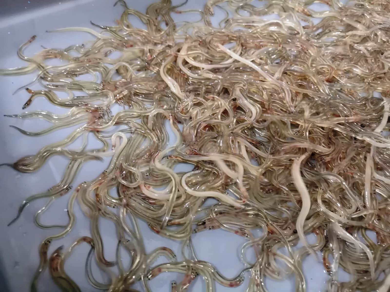 El rincón de Mundín: ANGULAS AL AJILLO O PIL-PIL