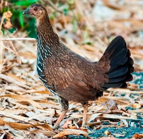Grey junglefowl photos | Birds of India | Bird World