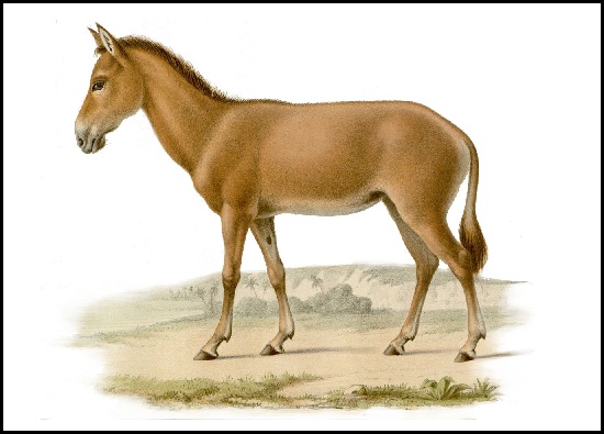 TIERRA SYLVANA: EL ROMPECABEZAS DEL ZEBRO (IV): EL ZEBRO TRAS SU ...