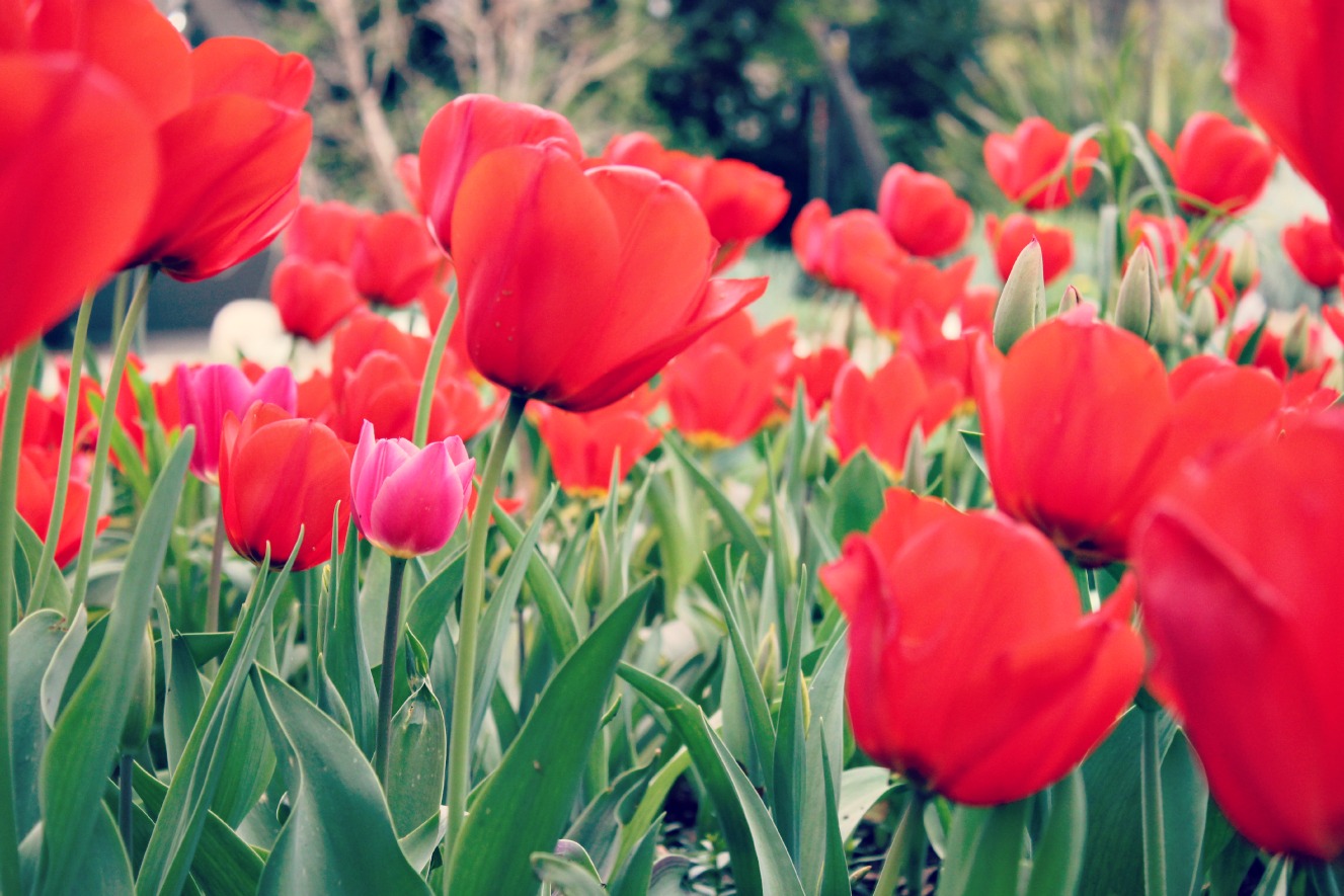 Wild Photography : Each Time I See a Tulip..