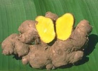 MANFAAT TANAMAN BANGLE SEBAGAI OBAT YANG MUJARAB