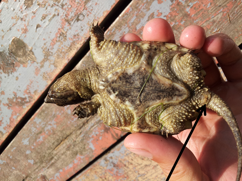 Biology of the Reptilia: Lab #2: Testudines (Nick Spies and Alex Murray)