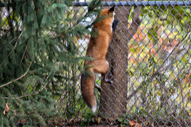 Ann Brokelman Photography: Red Fox - spent lots of time climbing