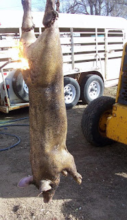 Cowgirl's Country Life: Cooking a Whole Hog Underground