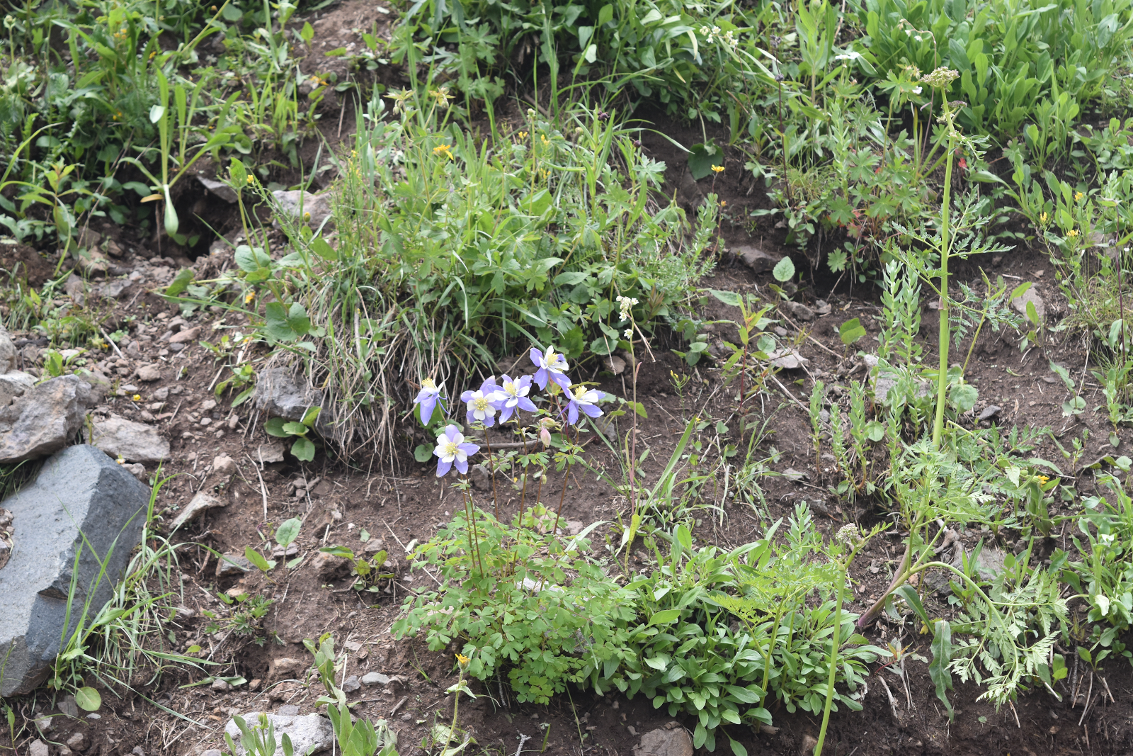 Colorado Mountain Gardener: Columbine - official state flower of Colorado