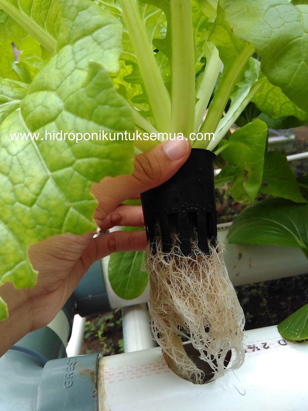 cara menanam sayuran hidroponik mudah dan murah