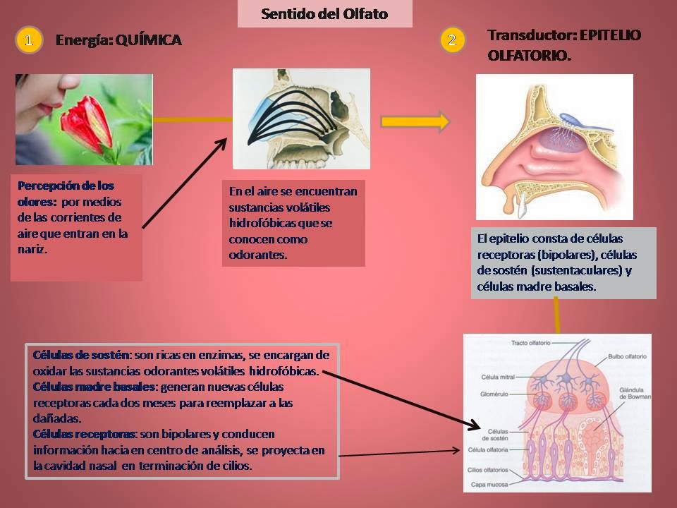 Sentido del Olfato. | Blog de Fisiología Médica