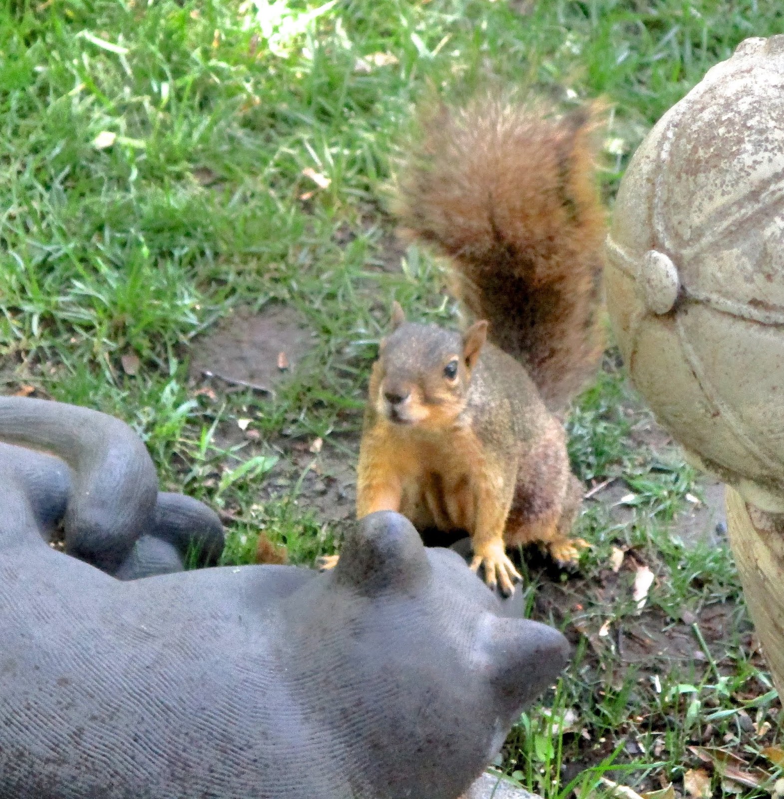 jkwgalleries: Clouds, Blue Sky, Squirrels, Horse, Barn, Trees, Shade ...