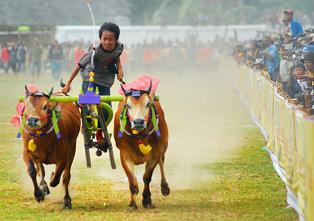 Karapan Sapi Gaya Lama ~ Pick Your Hobbies